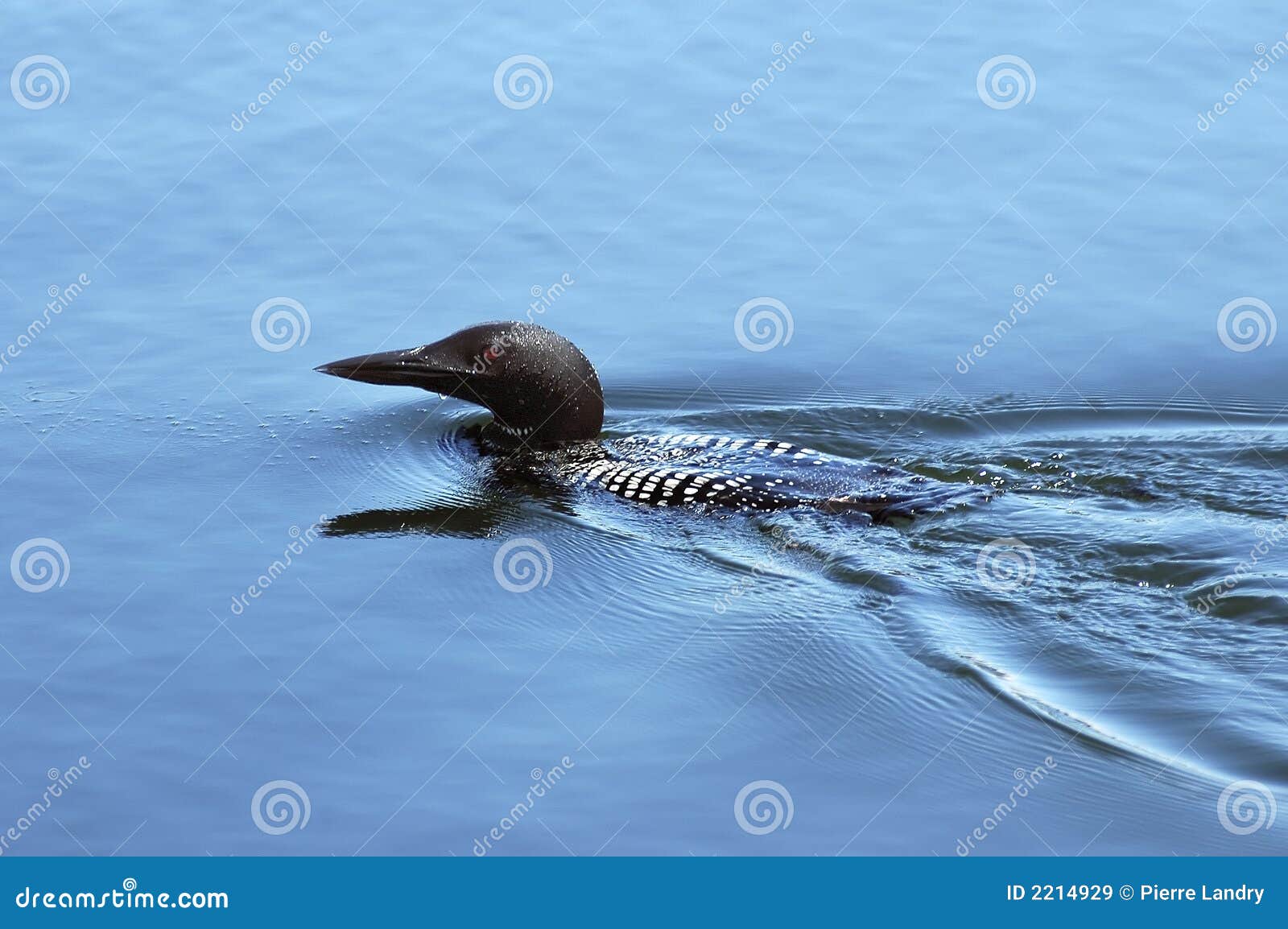 Loon stock image. Image of canada, bird, beak, common - 2214929