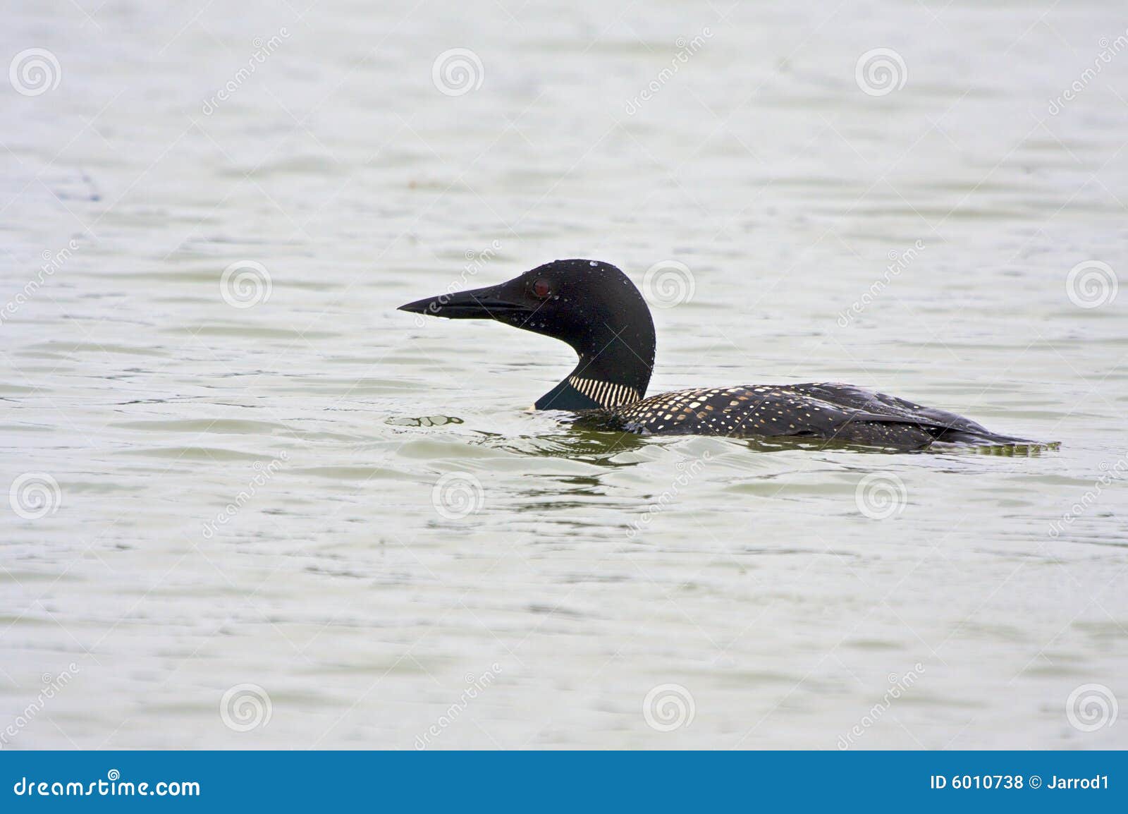 Loon stock photo. Image of waterfowl, wildlife, animal - 6010738