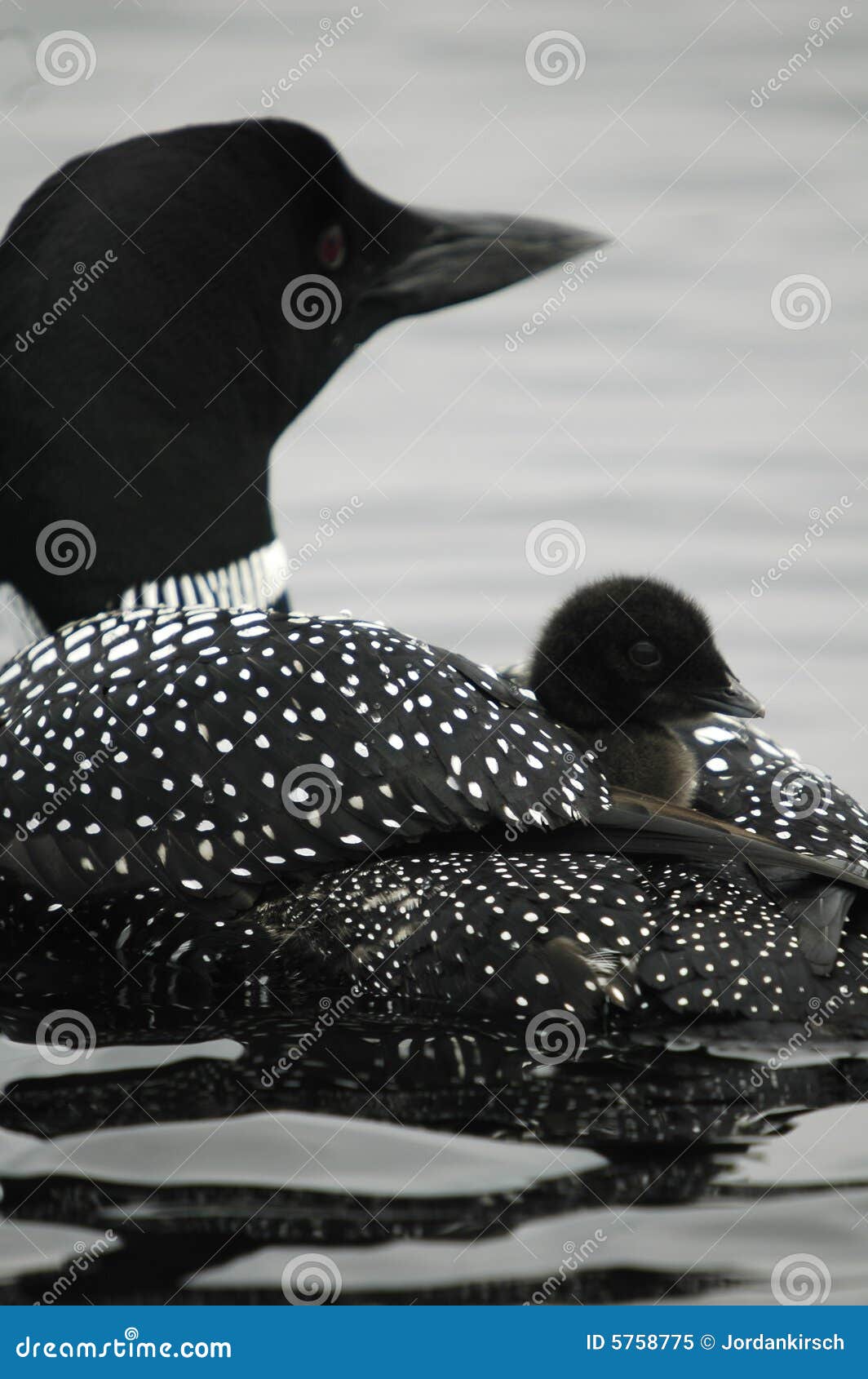 Loon with baby on back stock image. Image of mother, loon - 5758775