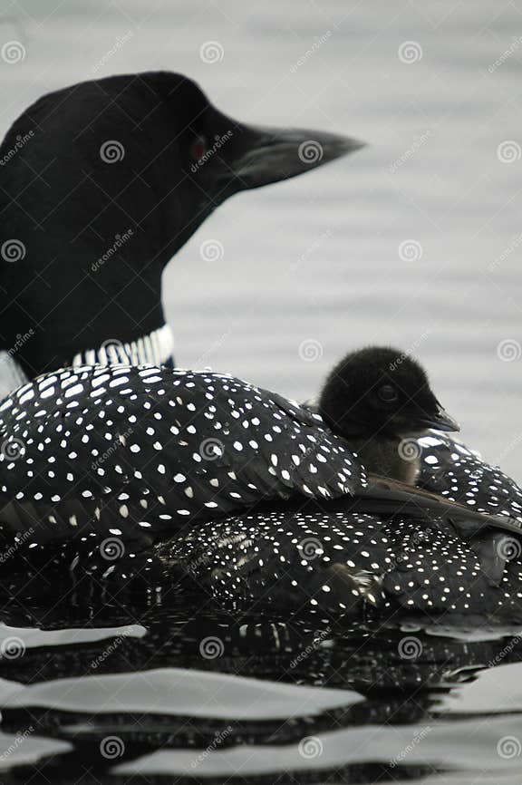 Loon with baby on back stock image. Image of mother, loon - 5758775