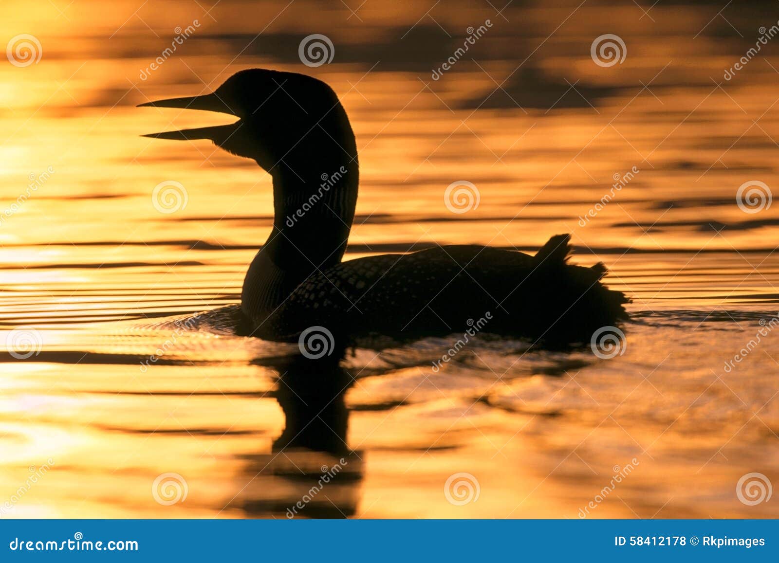 Loon calling stock photo. Image of wildlife, single, immer - 58412178