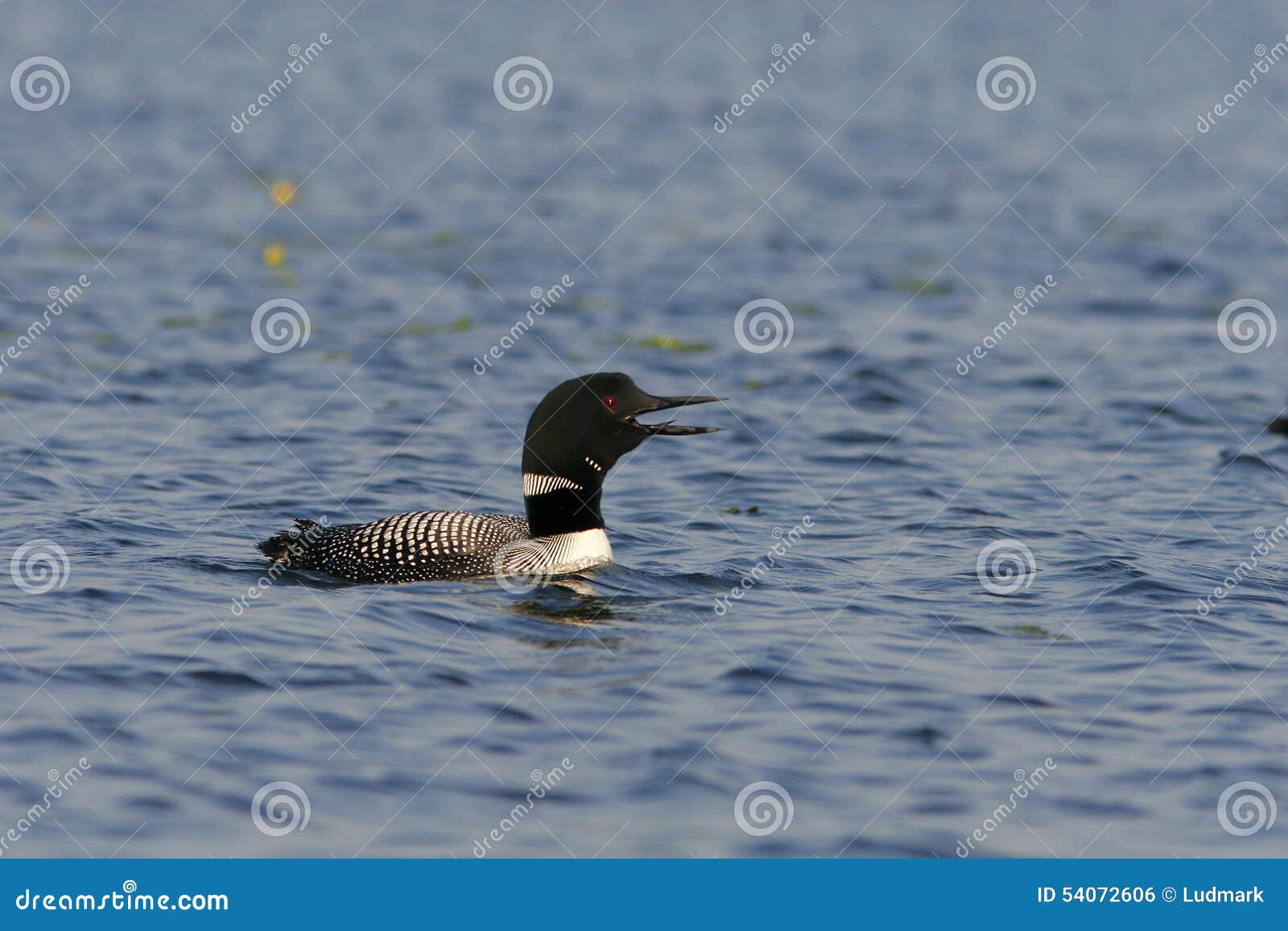 Loon calling stock photo. Image of yellow, floating, companion - 54072606