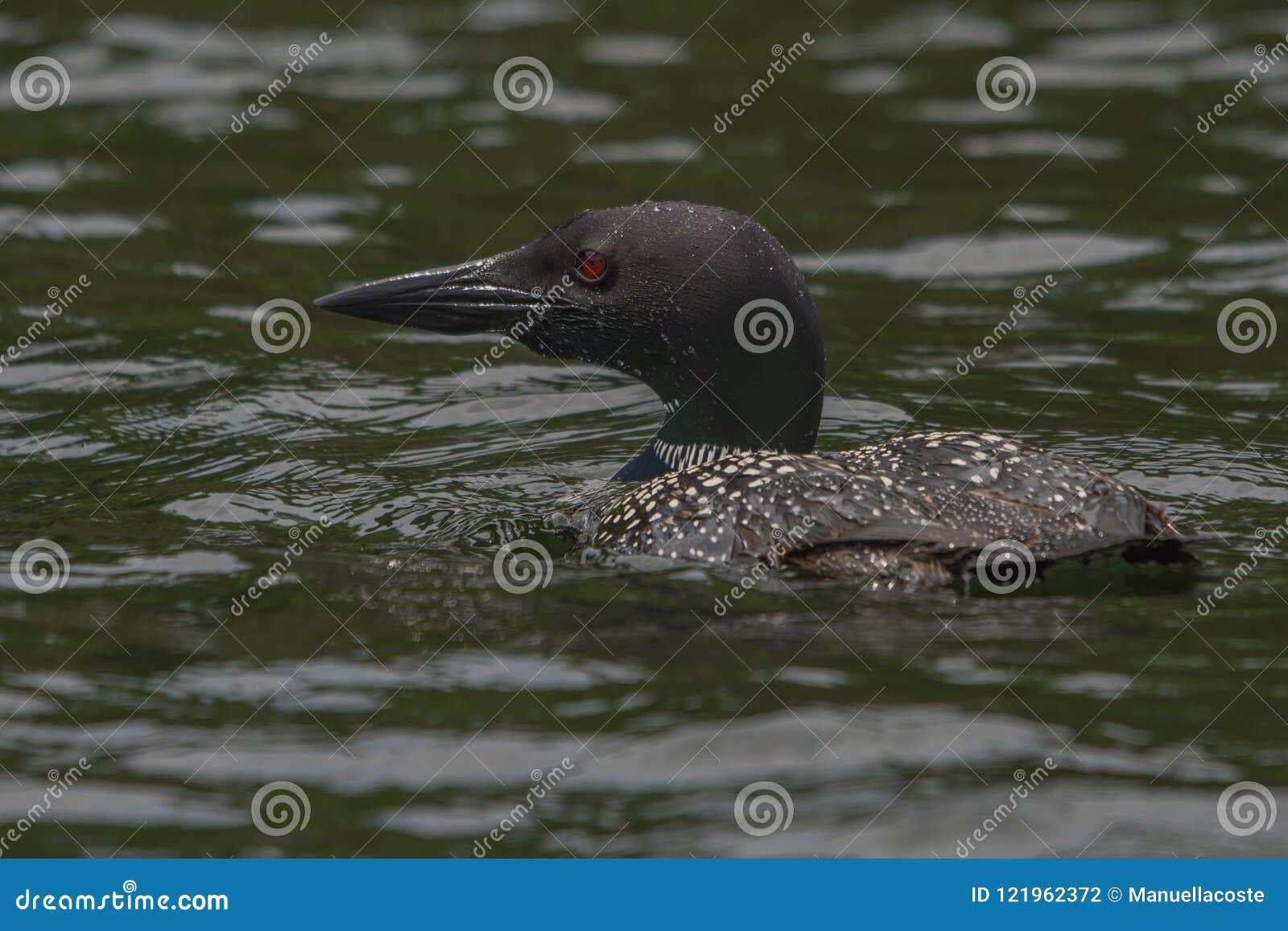 Loon fishing on the lake stock photo. Image of animals - 121962372