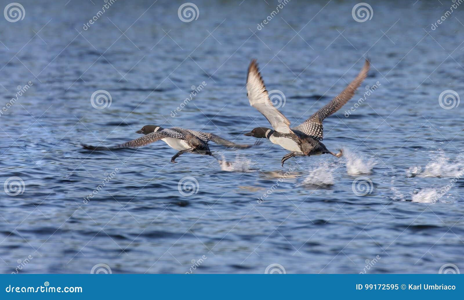 Loon flying stock image. Image of wildlife, beauty, nature - 99172595