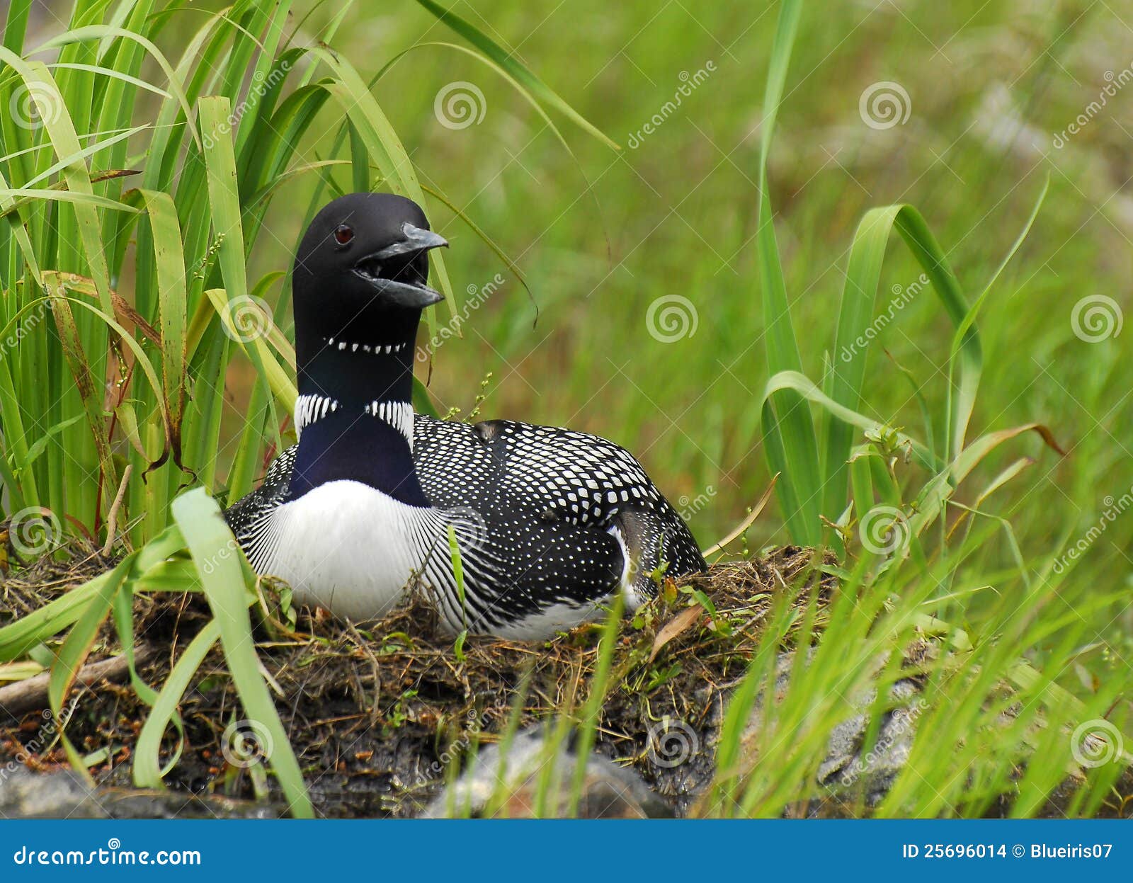 Loon Open Beak Stock Photos - Free & Royalty-Free Stock Photos from ...