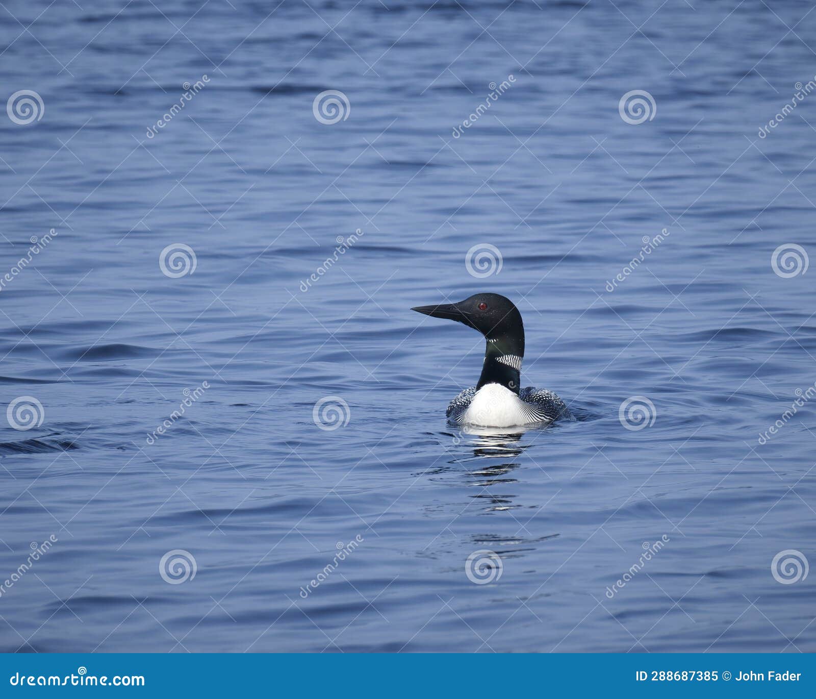 Loon on lake- head turned stock image. Image of summer - 288687385