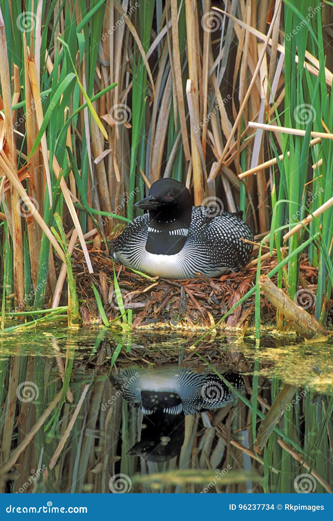 Loon on Nest in Reed Grass. Stock Photo - Image of sitting, animal ...