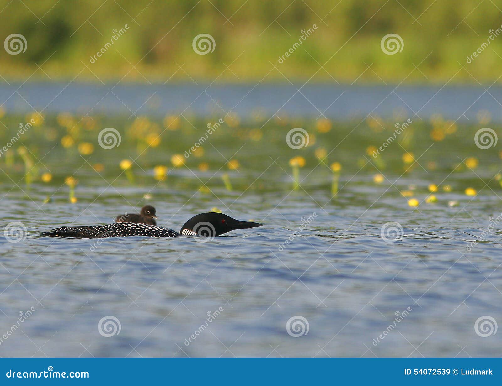 Loon with passenger stock image. Image of blue, loon - 54072539
