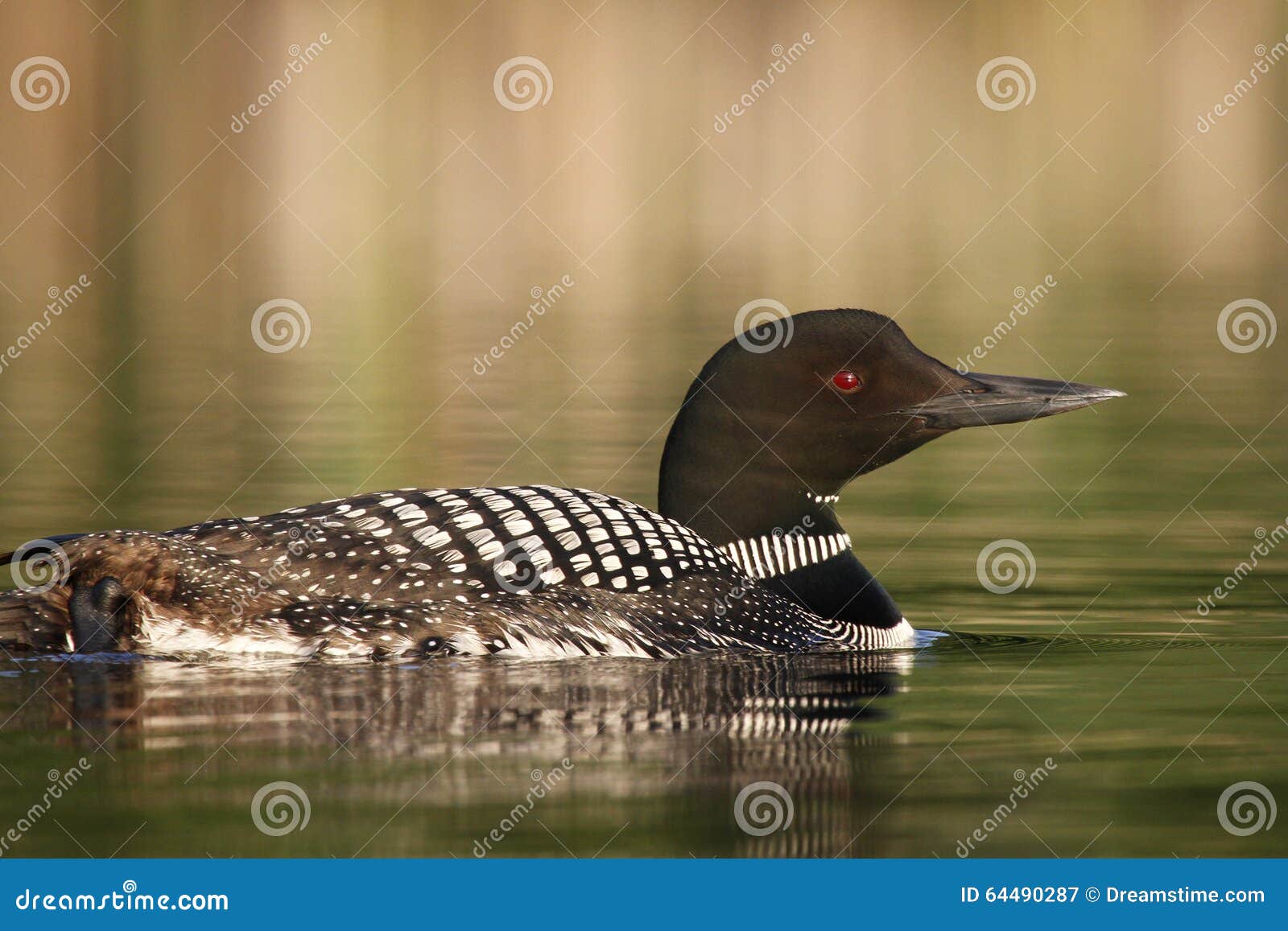Loon Swimming in a Lake stock image. Image of early, sunrise - 64490287