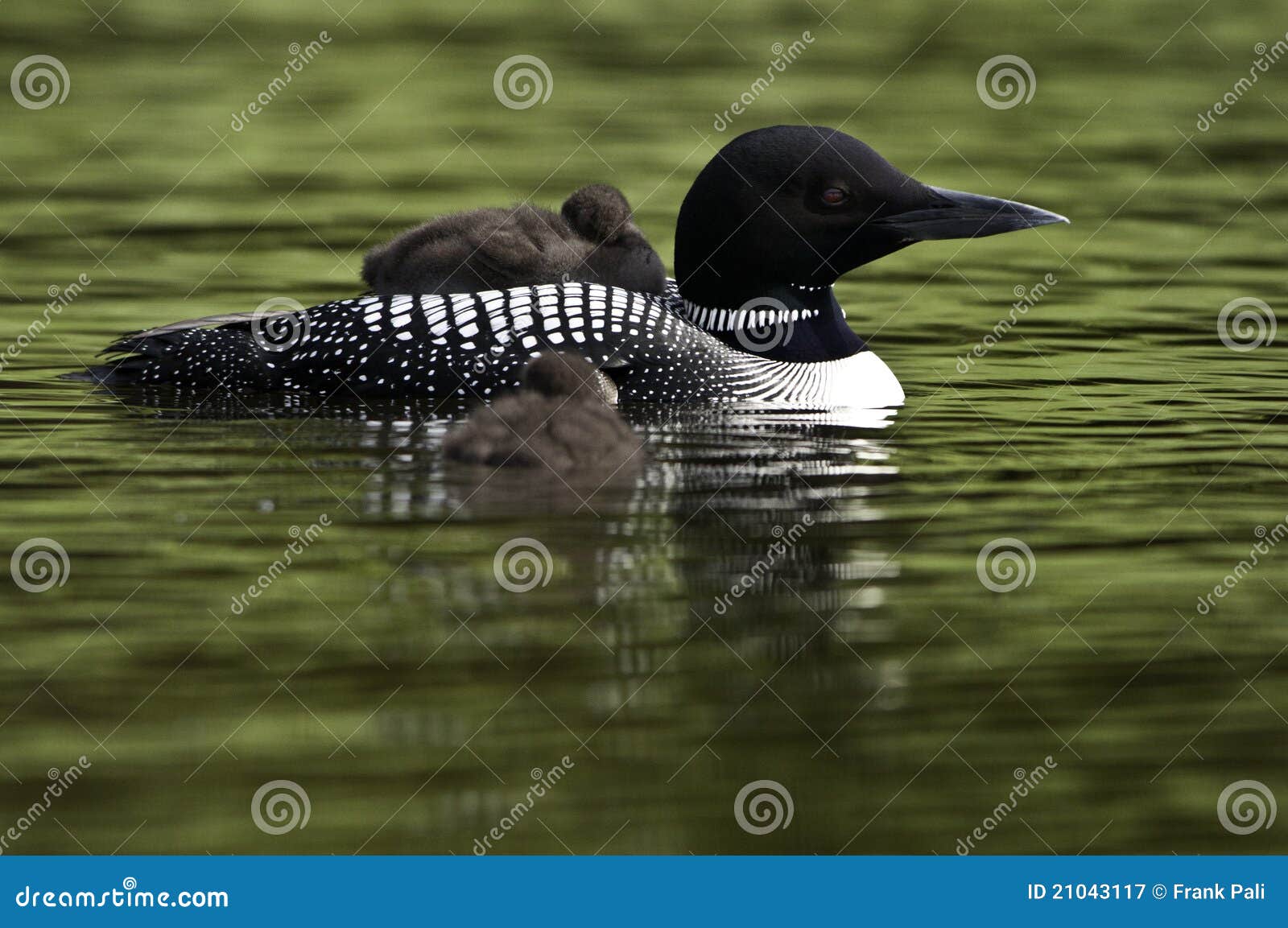 Loon and two Babies stock image. Image of loon, baby - 21043117