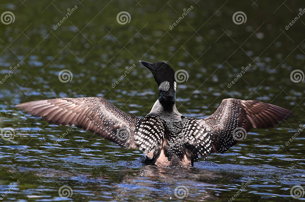 Loon in water stock image. Image of nature, outdoor - 124407471