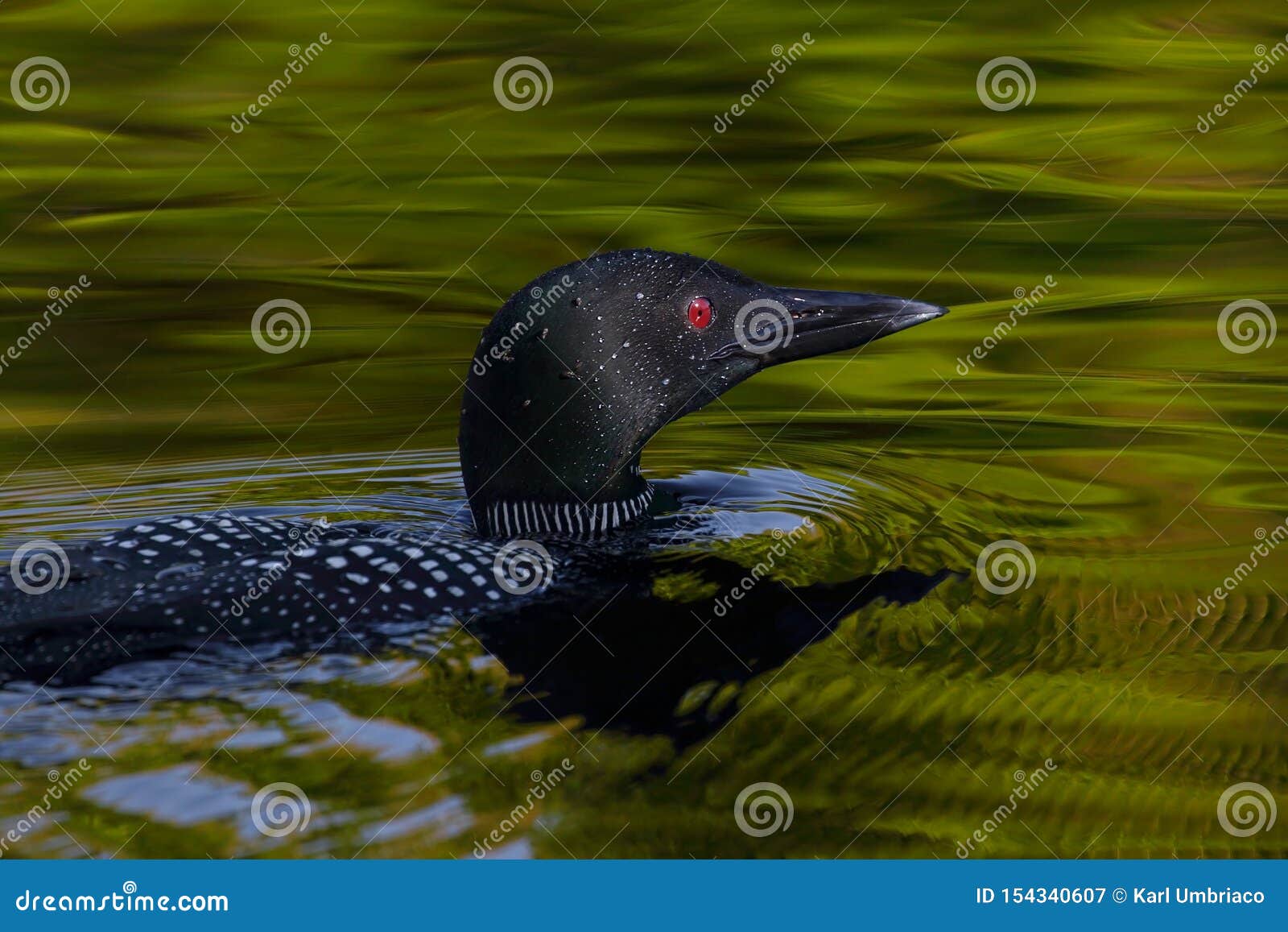Loon in Nature during Summer Stock Image - Image of summer, loon: 154340607