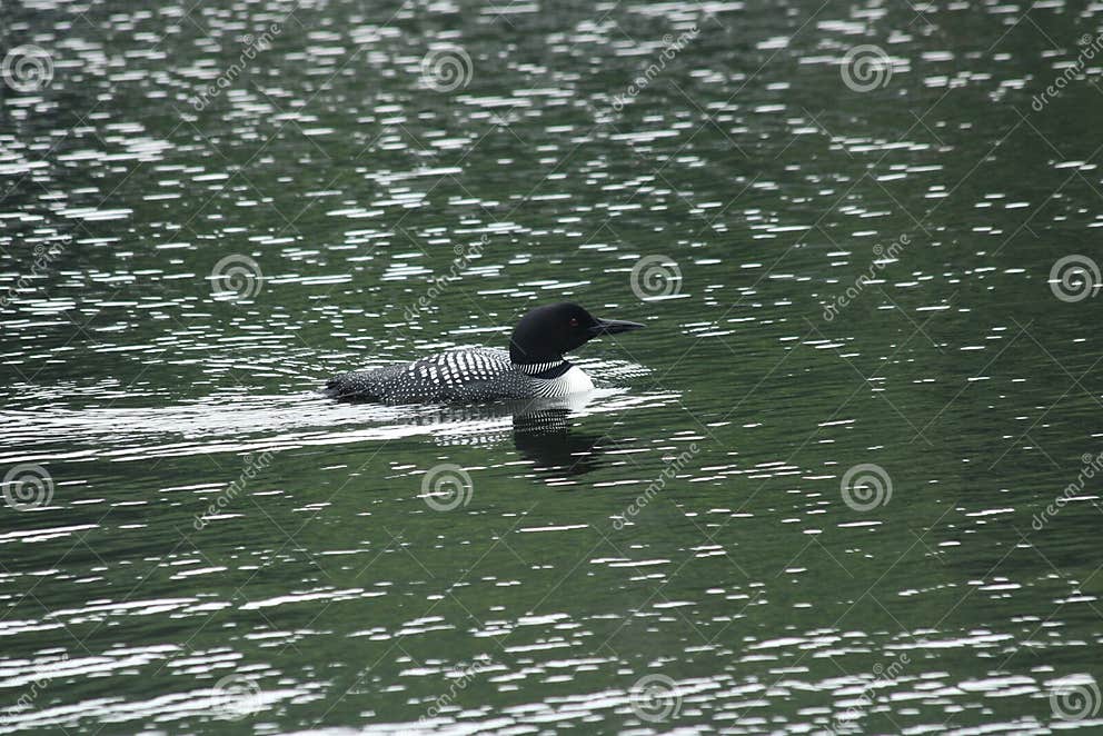 Looney bird stock photo. Image of mallard, goose, animal - 203735714