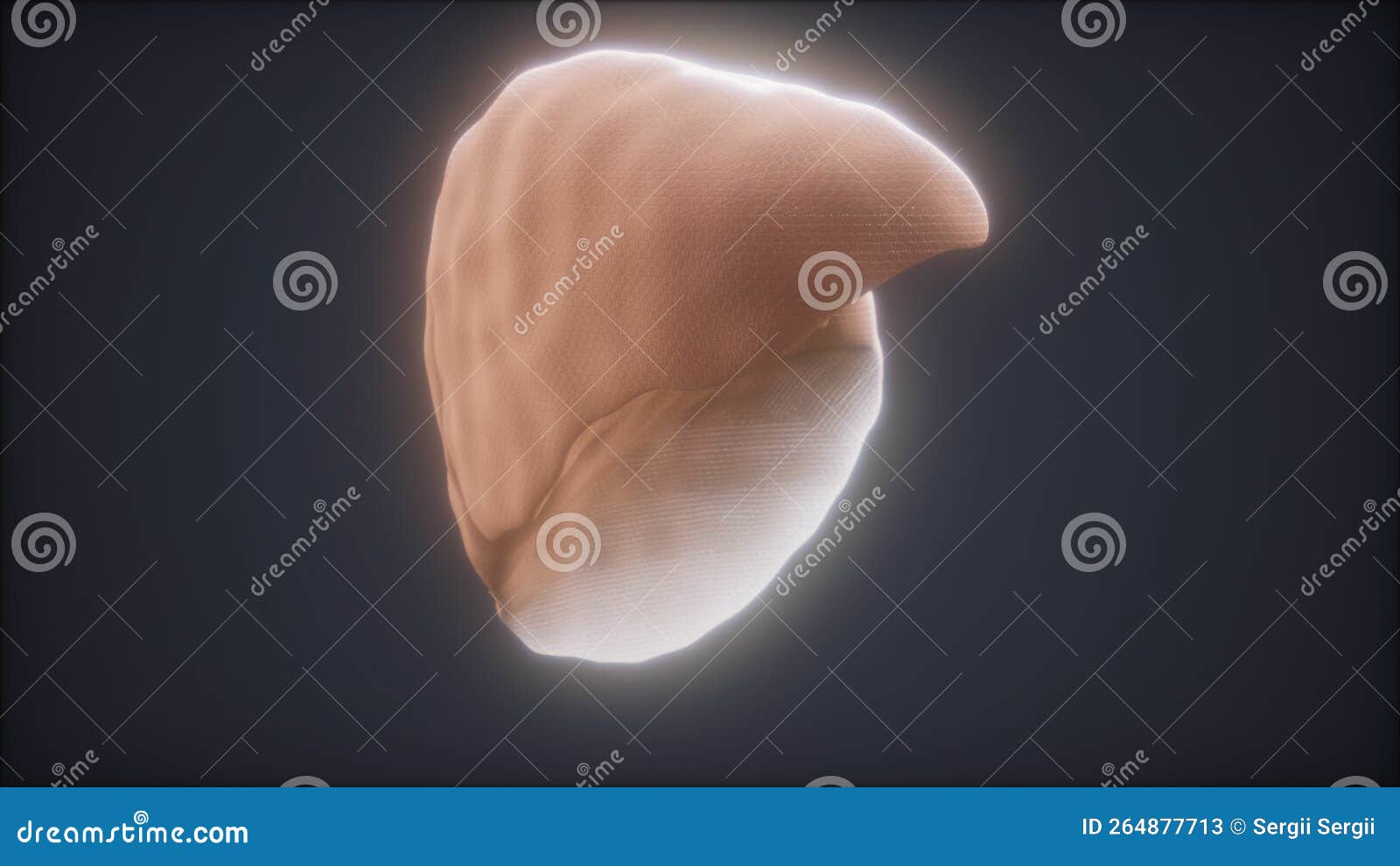 Loop 3d Rendered Medically Accurate Animation of the Human Liver Stock ...