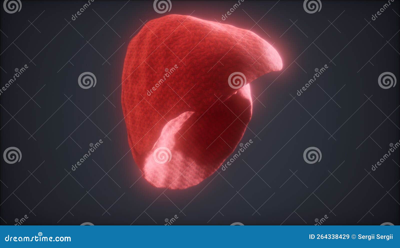 Loop 3d Rendered Medically Accurate Animation of the Human Liver Stock ...