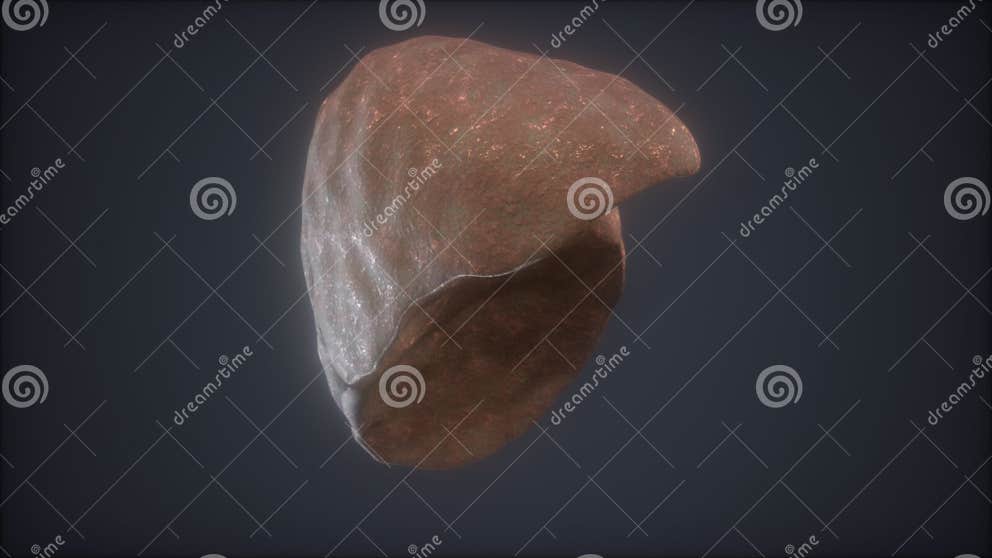 Loop 3d Rendered Medically Accurate Animation of the Human Liver Stock ...