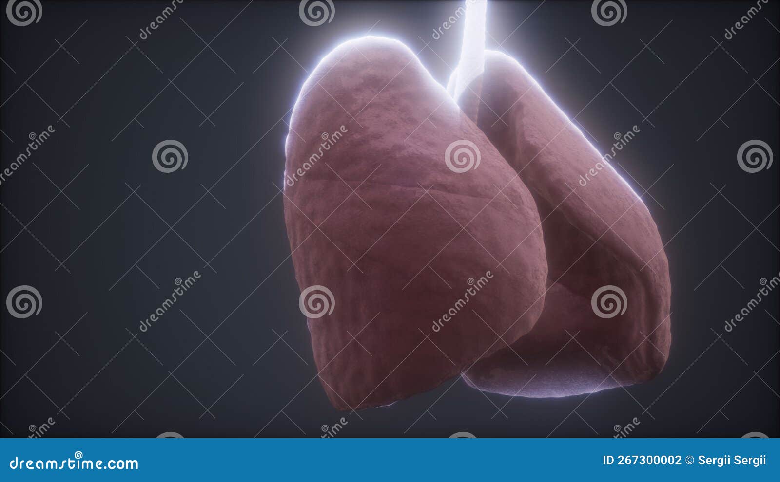 Loop 3d Rendered Medically Accurate Animation of the Human Lung Stock ...
