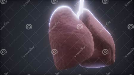 Loop 3d Rendered Medically Accurate Animation of the Human Lung Stock ...