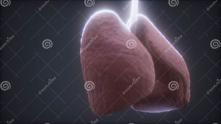 Loop 3d Rendered Medically Accurate Animation of the Human Lung Stock ...