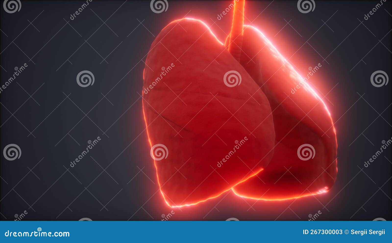 Loop 3d Rendered Medically Accurate Animation of the Human Lung Stock ...
