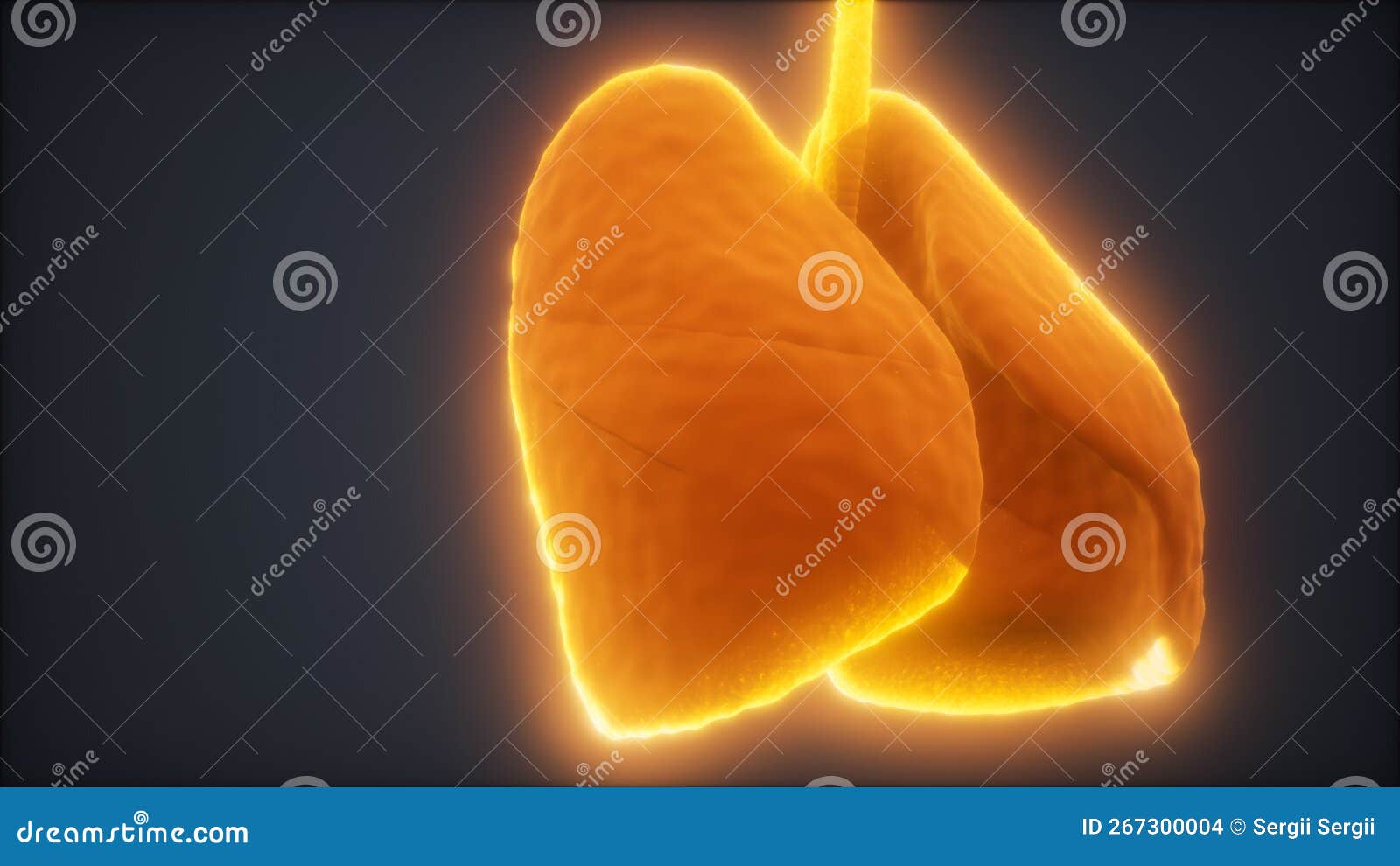Loop 3d Rendered Medically Accurate Animation of the Human Lung Stock ...