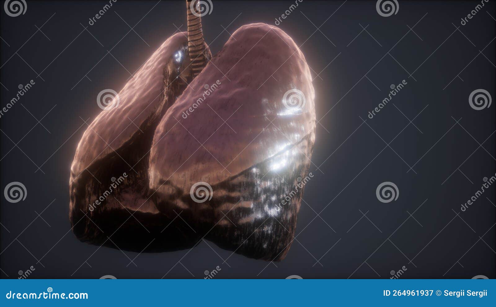 Loop 3d Rendered Medically Accurate Animation of the Human Lung Stock ...