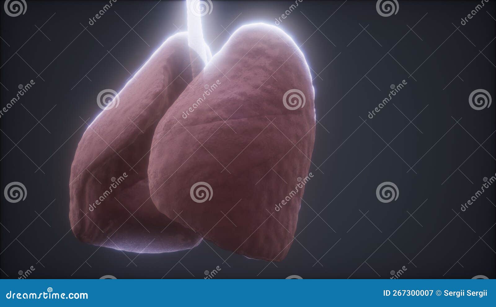 Loop 3d Rendered Medically Accurate Animation of the Human Lung Stock ...