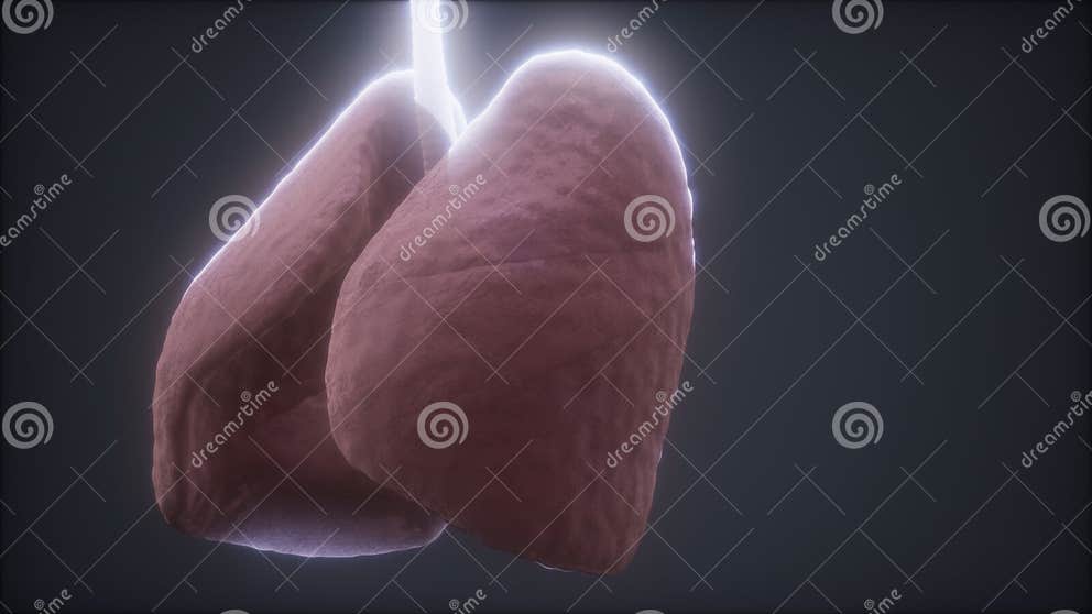 Loop 3d Rendered Medically Accurate Animation of the Human Lung Stock ...