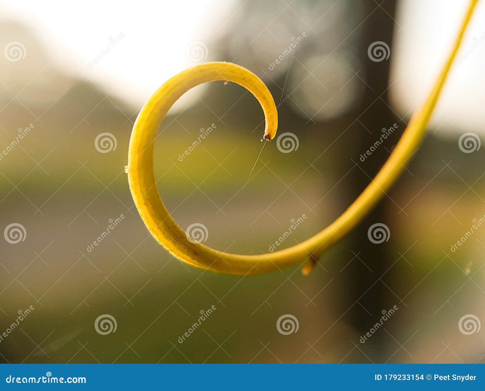 Loop of a vine plant stock photo. Image of vine, jewellery - 179233154