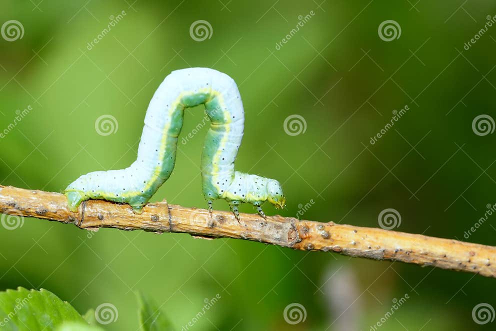 Loop-worm stock photo. Image of caterpillar, geometrid - 25090108