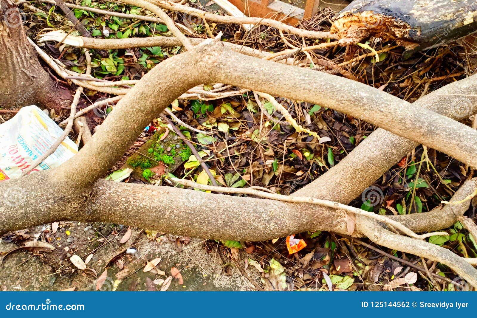 Looped branch stock photo. Image of indicates, branch - 125144562