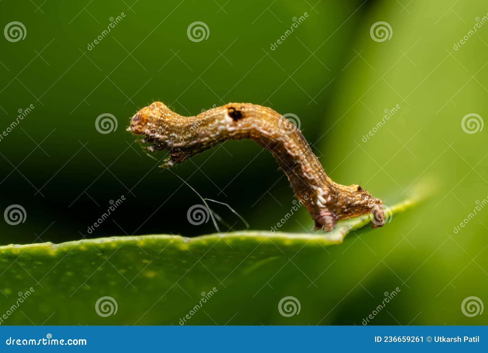 Looper Caterpillar on the Edge of the Leaf. Used Selective Focus Stock ...