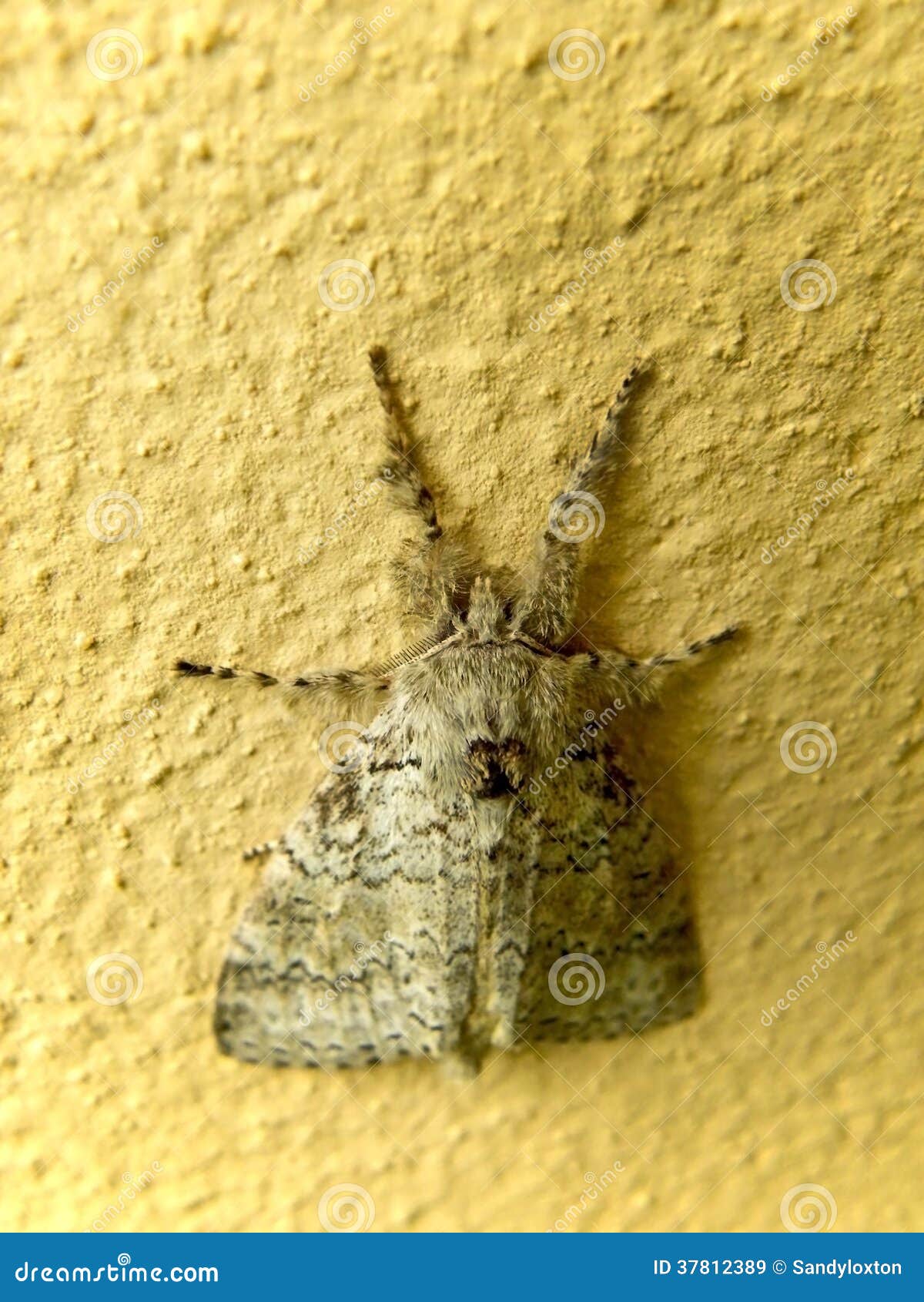 Looper Moth 1 stock image. Image of insects, moths, flies - 37812389