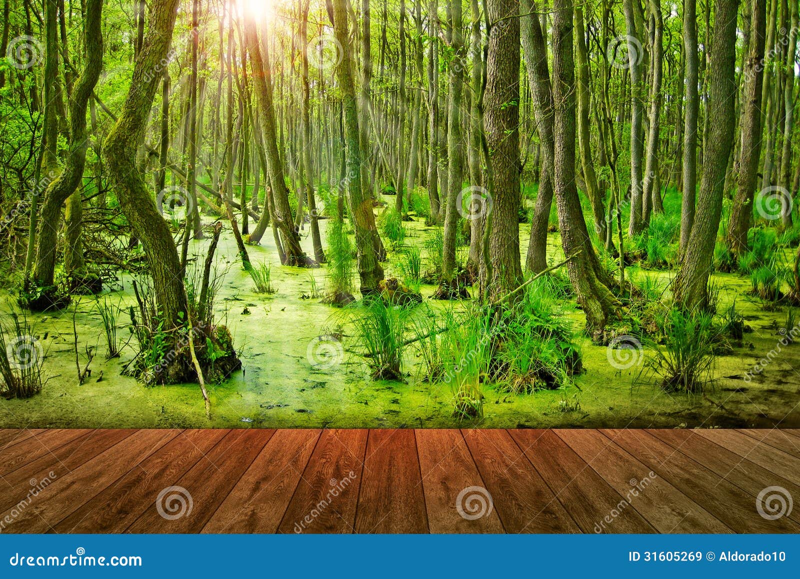 Loopplank in het moeras stock afbeelding. Image of openlucht - 31605269