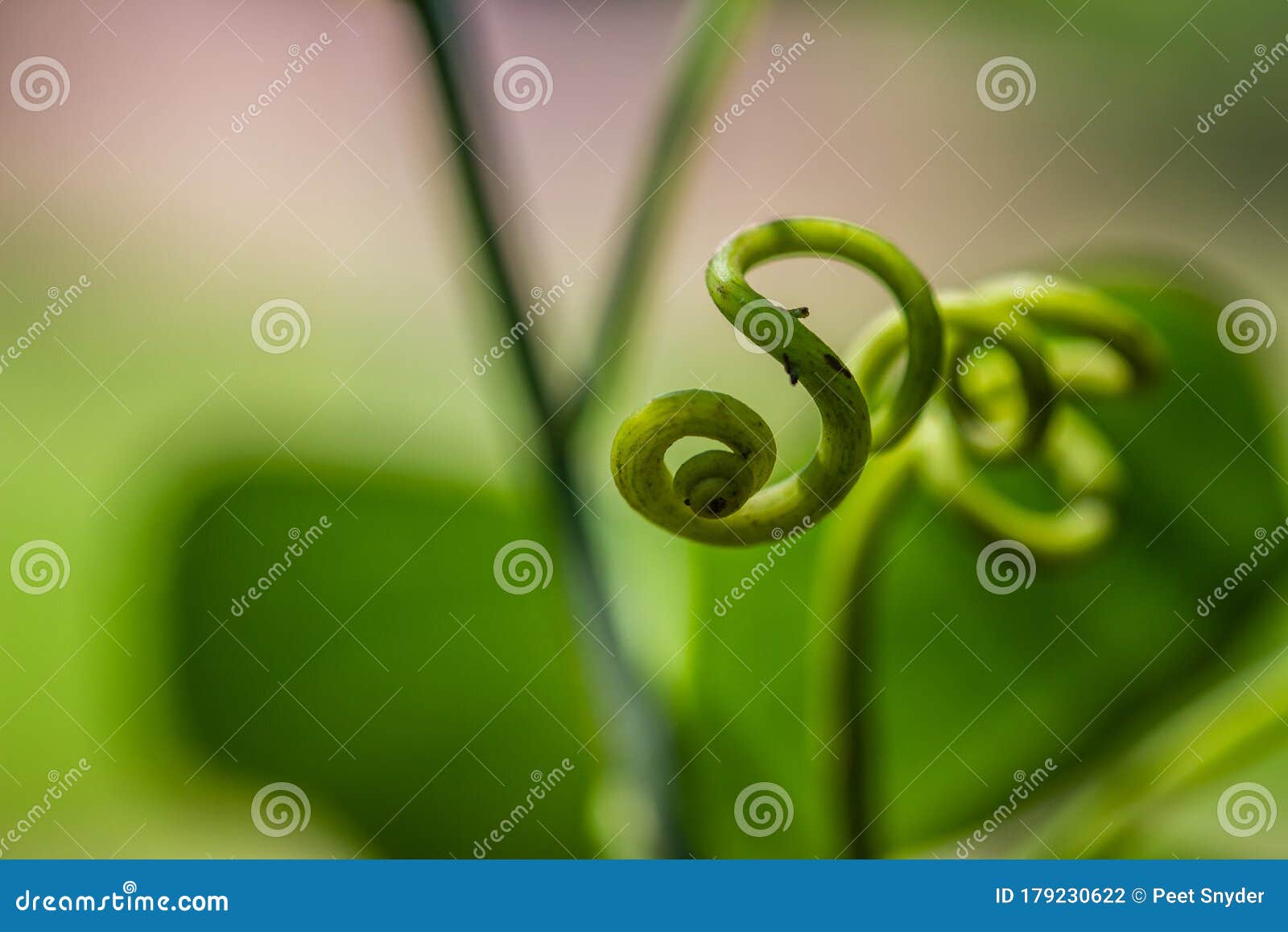 Loops of a vine plant stock photo. Image of yellow, branch - 179230622