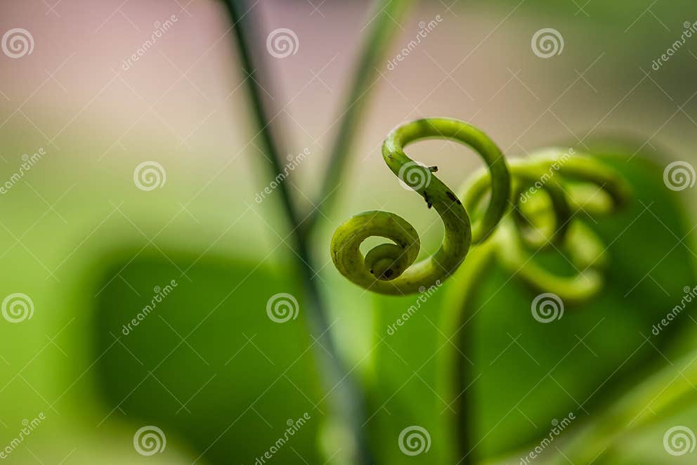 Loops of a vine plant stock photo. Image of yellow, branch - 179230622