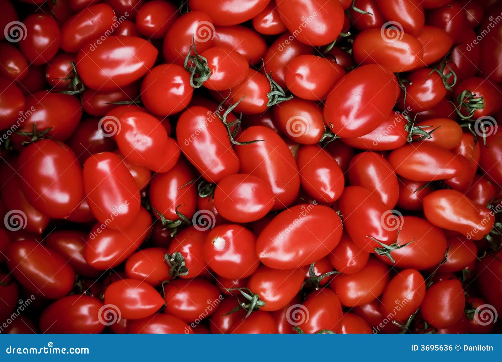 Loose Cherry Roma Tomatoes stock photo. Image of loose - 3695636