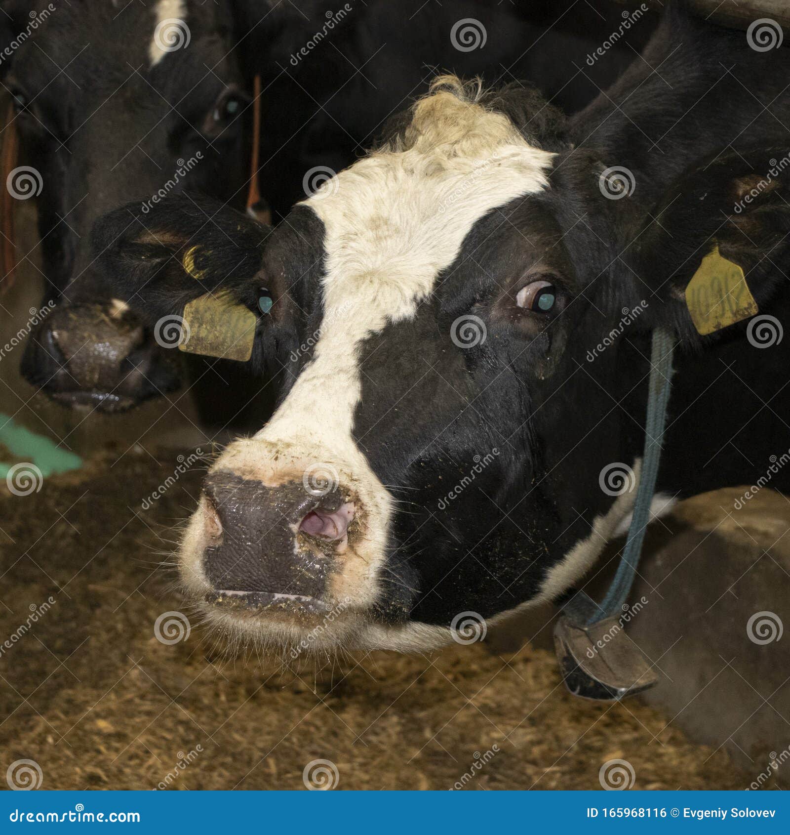 Loose Keeping of Cattle. Cow Farm Stock Photo - Image of black ...