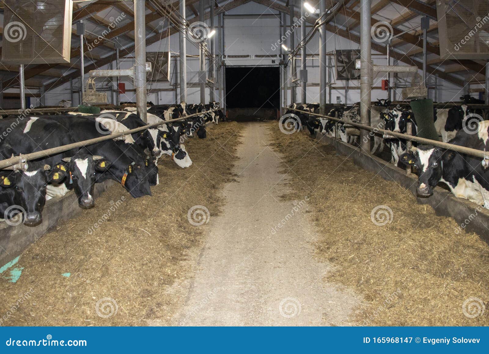 Loose Keeping of Cattle. Cow Farm Stock Image - Image of domestic ...