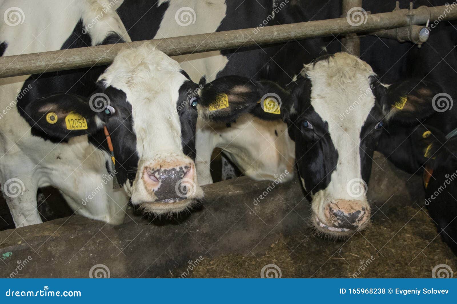 Loose Keeping of Cattle. Cow Farm Stock Photo - Image of keeping, brown ...