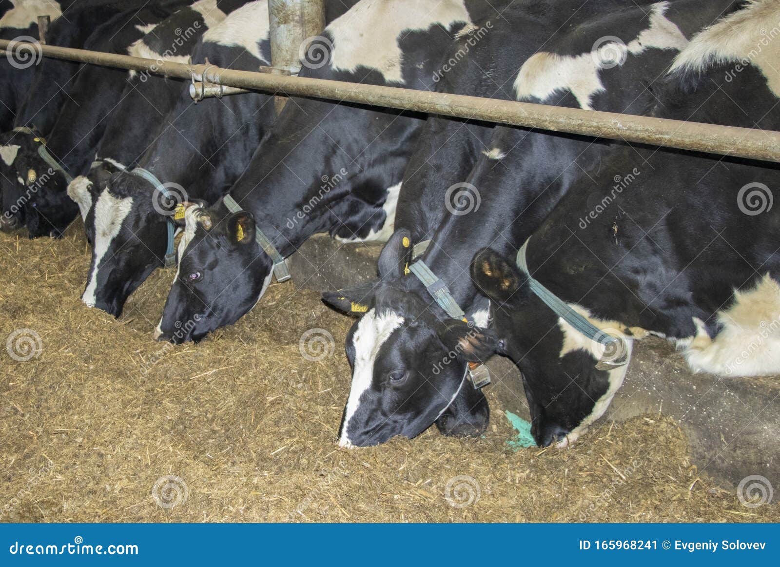 Loose Keeping of Cattle. Cow Farm Stock Image - Image of brown, calf ...