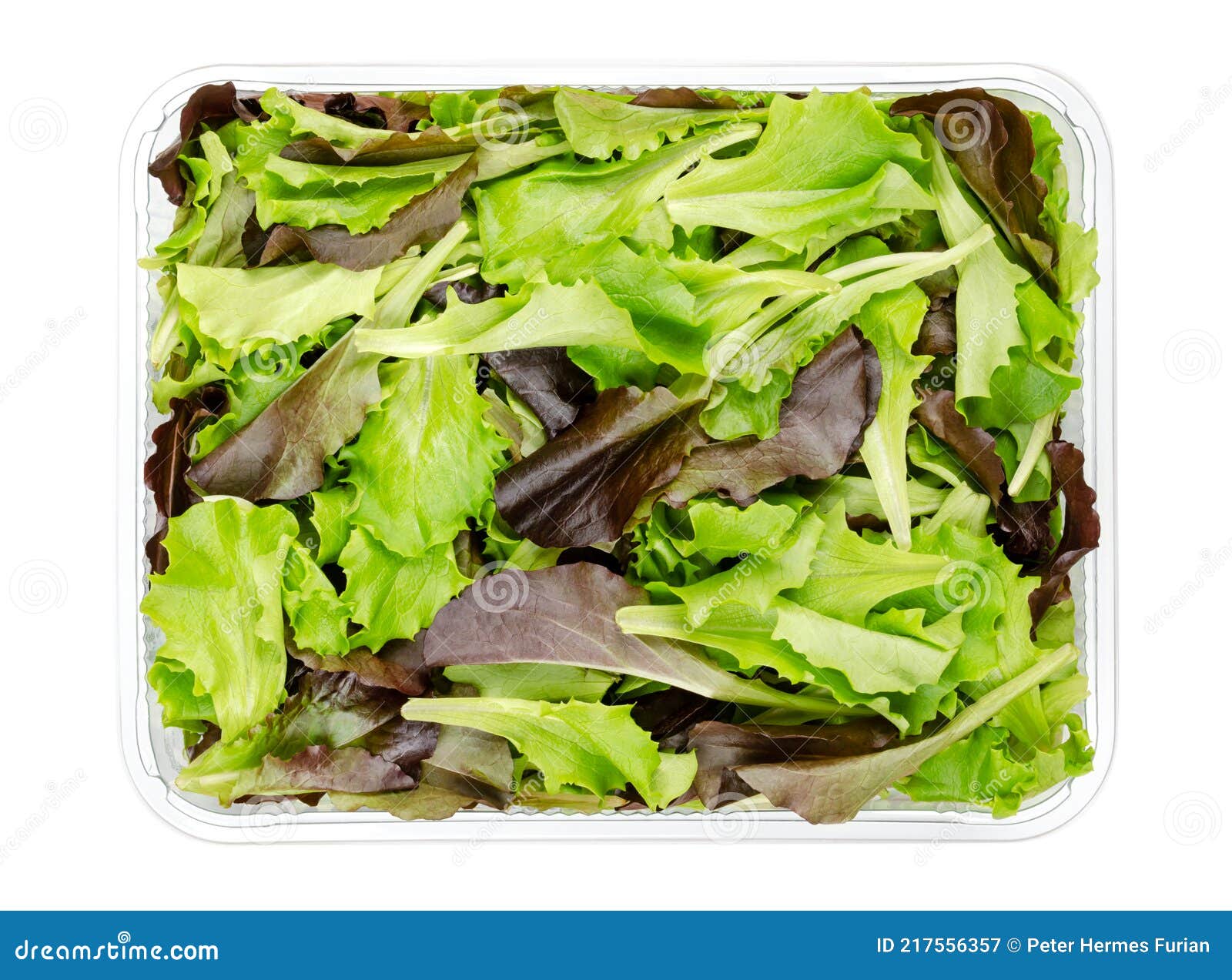 Fresh Picked Loose Leaf Lettuce, Pluck Lettuce in a Plastic Container ...