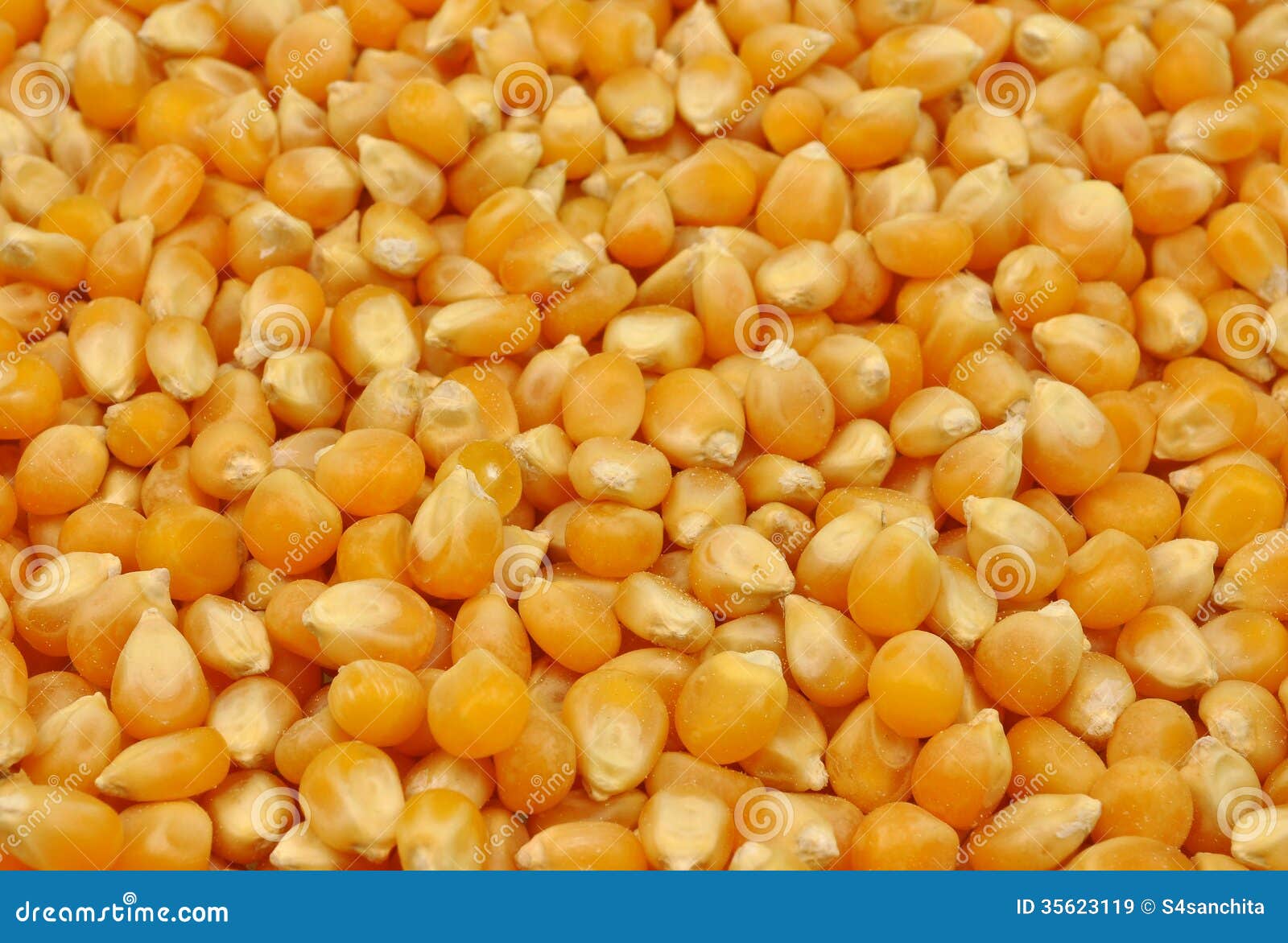 Loose maize seeds stock image. Image of fresh, grain - 35623119