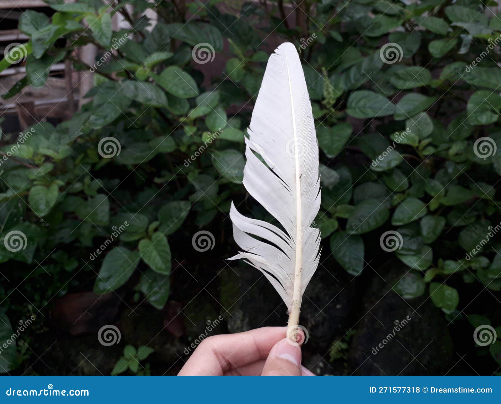 A Loose Piece of Chicken Feather is Pure White Stock Photo - Image of ...