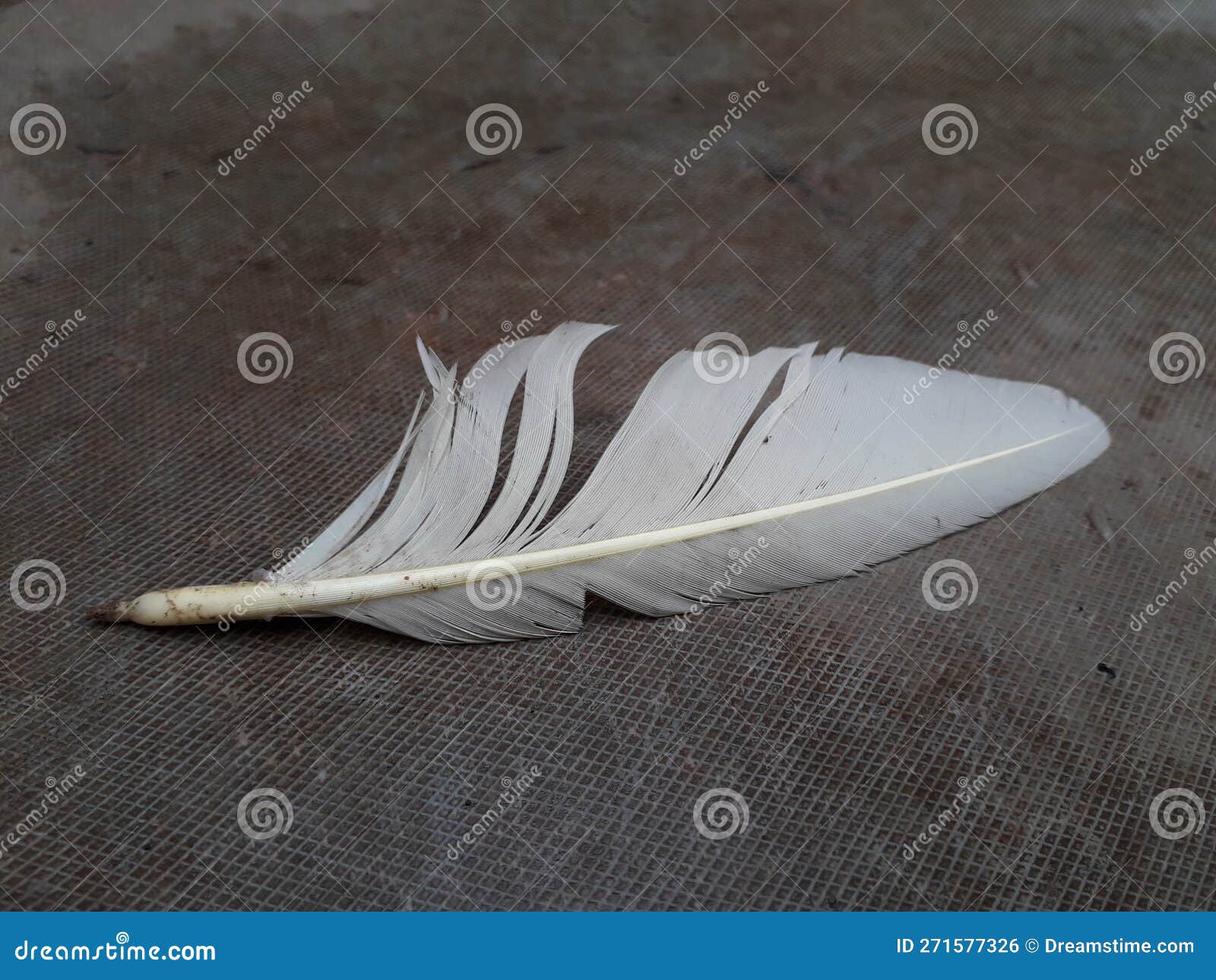 A Loose Piece of Chicken Feather is Pure White Stock Photo - Image of ...