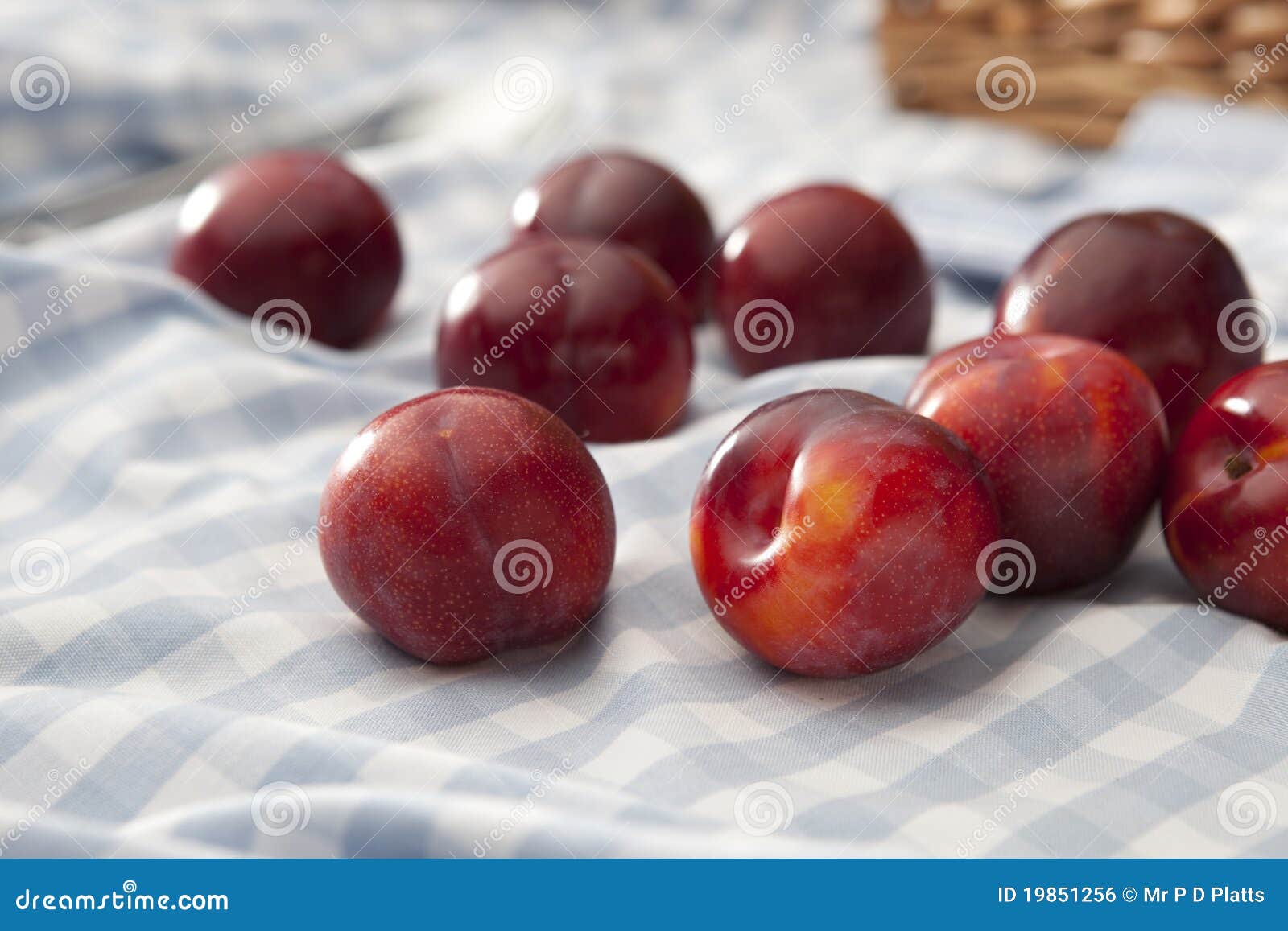 Loose plums stock photo. Image of purple, outdoors, health - 19851256