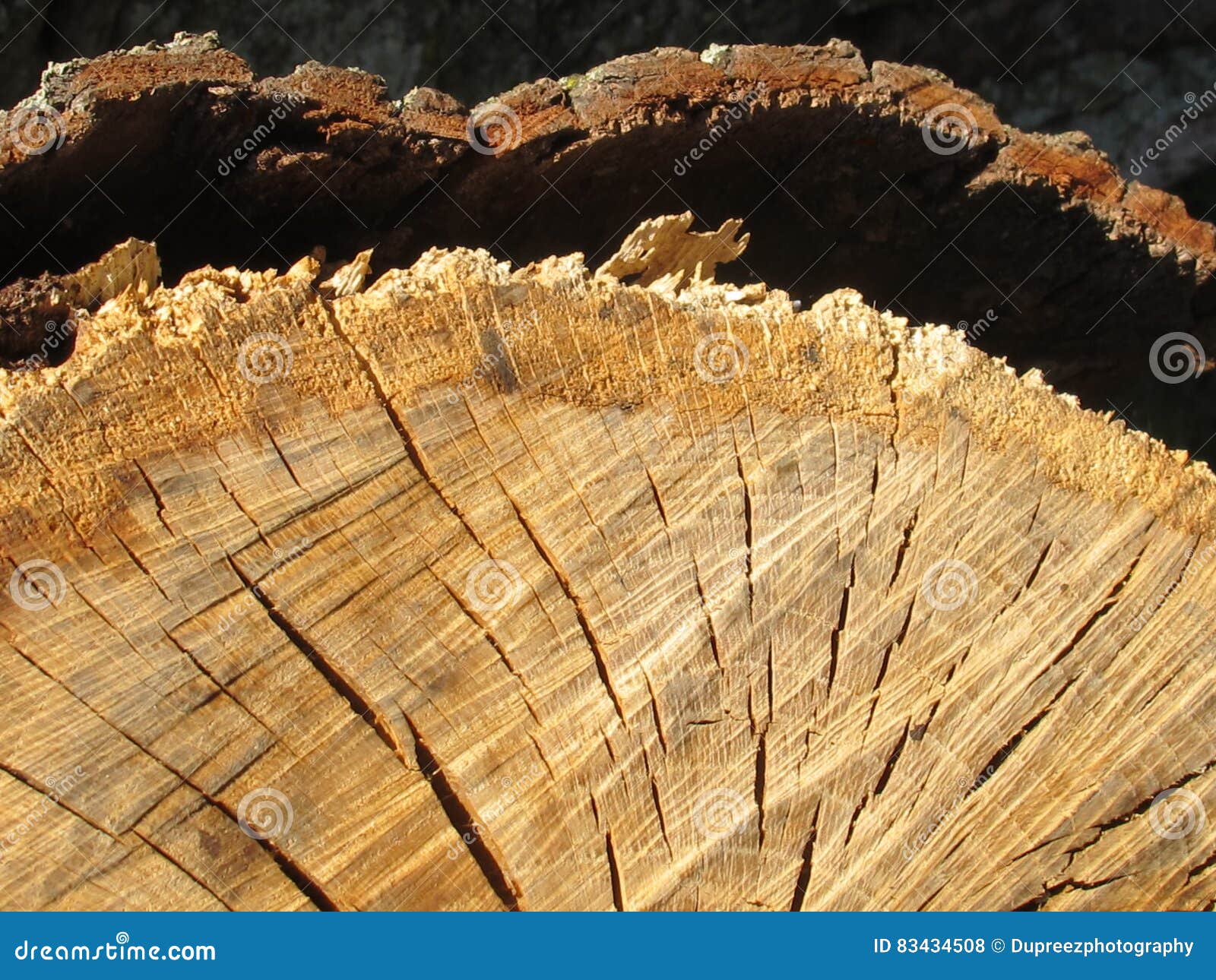 Loose tree bark stock photo. Image of rings, exposed - 83434508