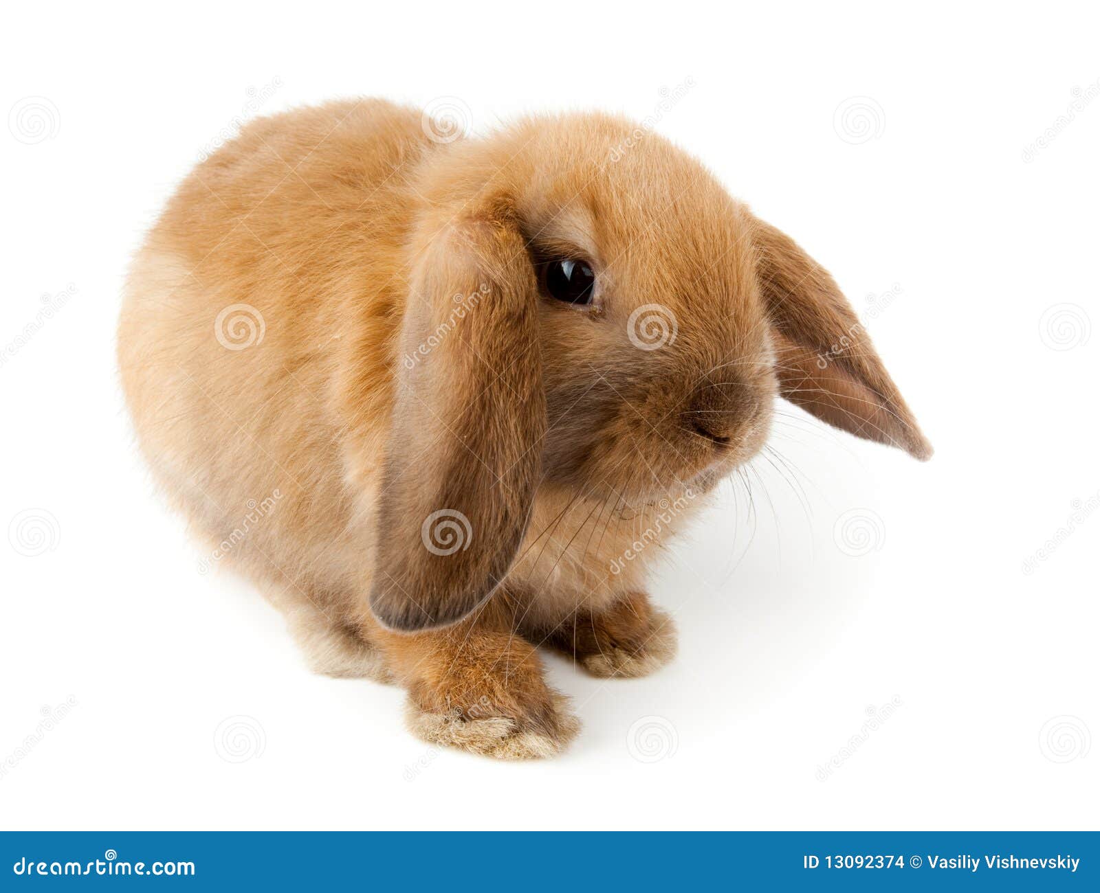 Lop-conejo, Lop Miniatura (cuniculus Del Oryctolagus) Foto de archivo ...