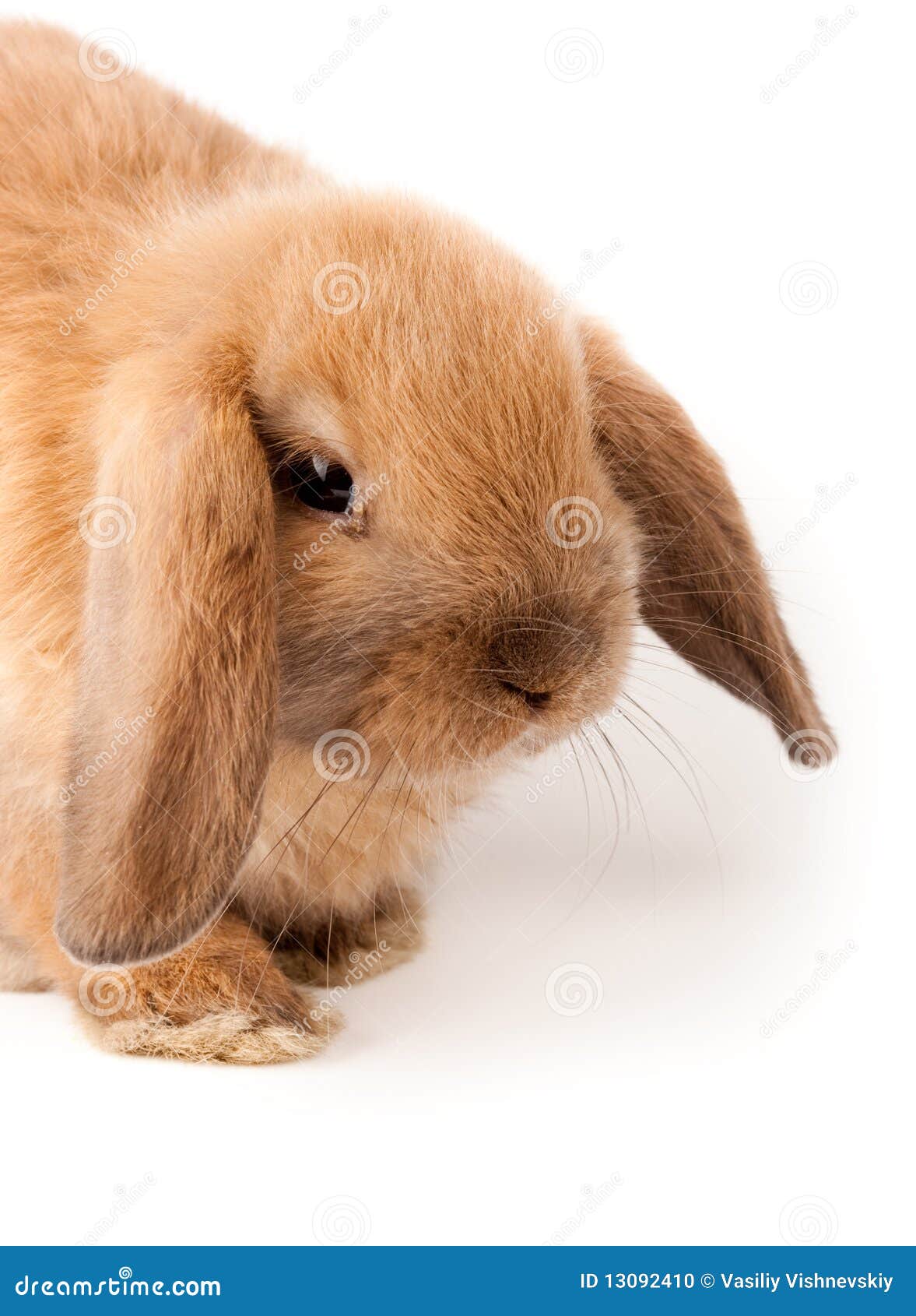 Lop-conejo, Lop Miniatura (cuniculus Del Oryctolagus) Foto de archivo ...