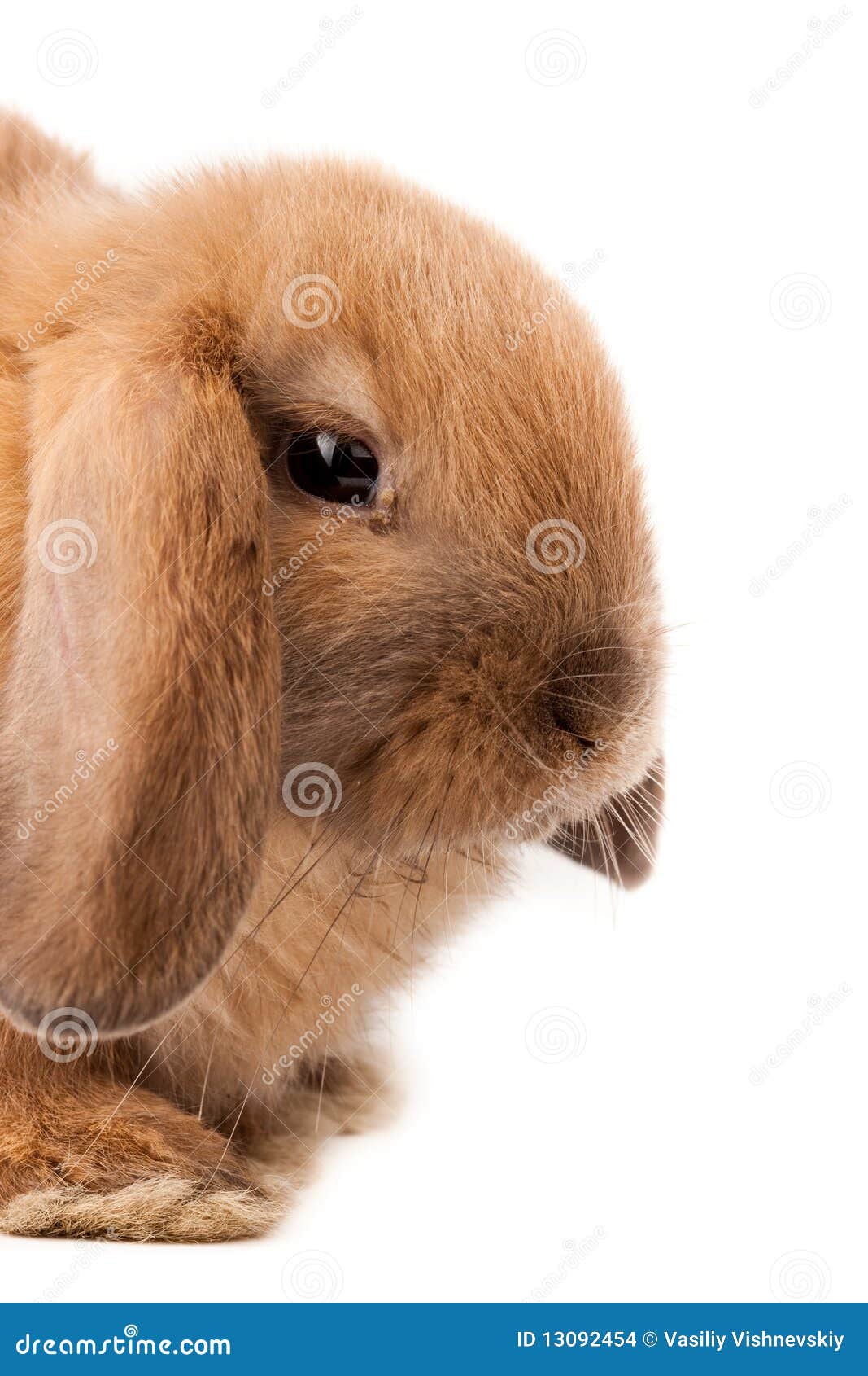Lop-conejo, Lop Miniatura (cuniculus Del Oryctolagus) Foto de archivo ...